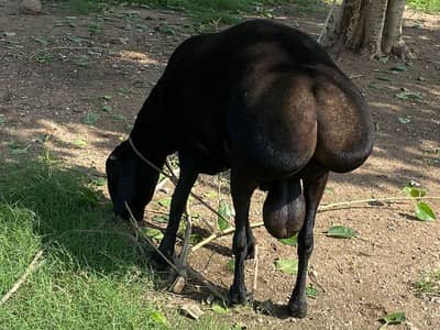 Turkish Dumba For Sale - Sheep - 1093203374