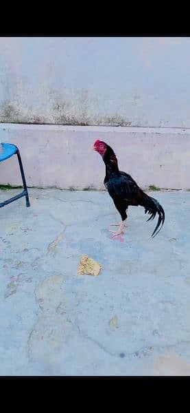 aseel lakha patha murga for sale mianwali aseel patha - Hens - 1091518917