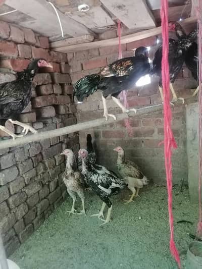 pure aseel patha pathiya - Hens - 1093836087