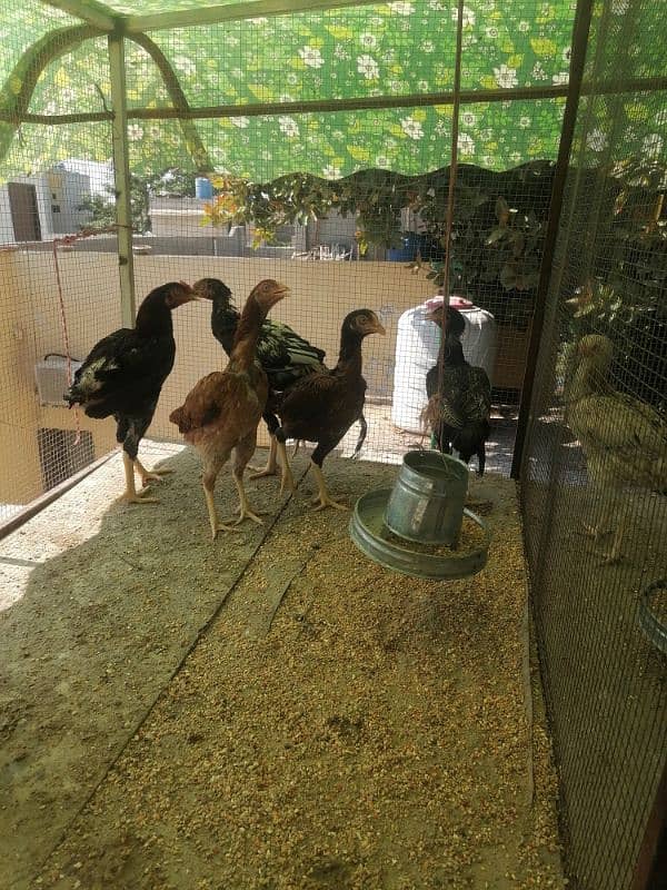 pure aseel patha pathiya - Hens - 1093836087