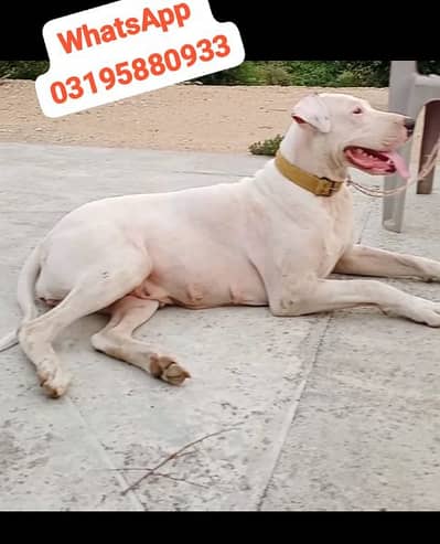 Gulter Female Available - Dogs - 1093952961