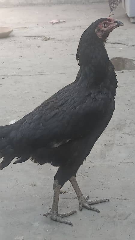 aseel hen for sale 03244543637 - Hens - 1094000979