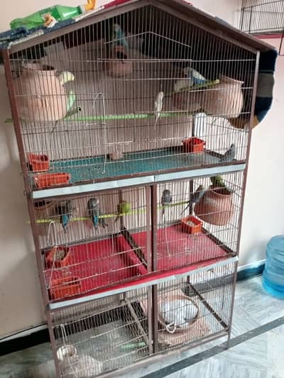 Australian parrot for sell breeder pairs - Parrots - 1094026841