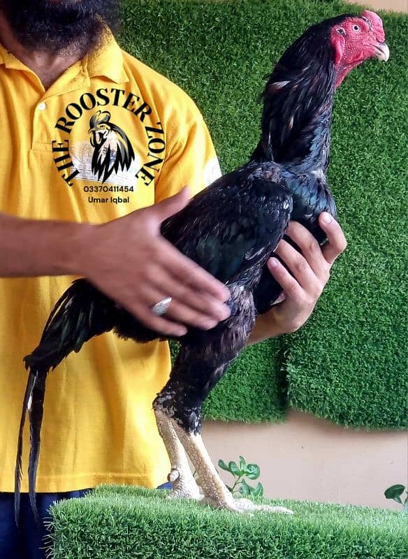 Thai Aseel |Thai Dragon| Saigon,Burmi Thai Pakoya And Shamos Available ...