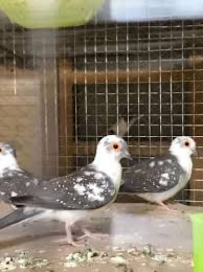 pied dove pair for sale with red dove female and cage 5500 - Doves ...