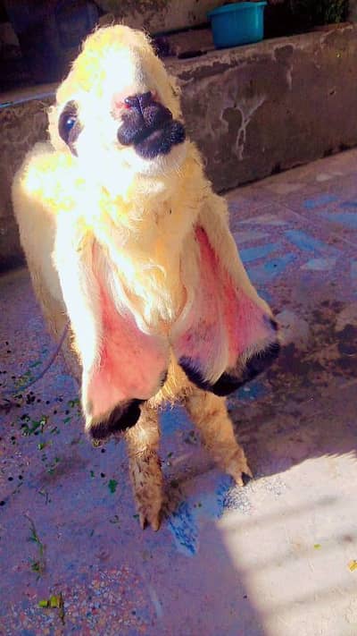Sheep | kajli |female | كجلی بھیڑ - Sheep - 1094115602