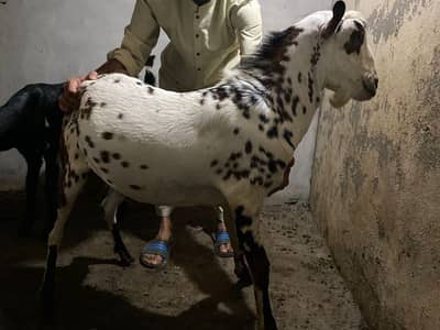 teddy bakri bakra goat - Goats - 1094136958