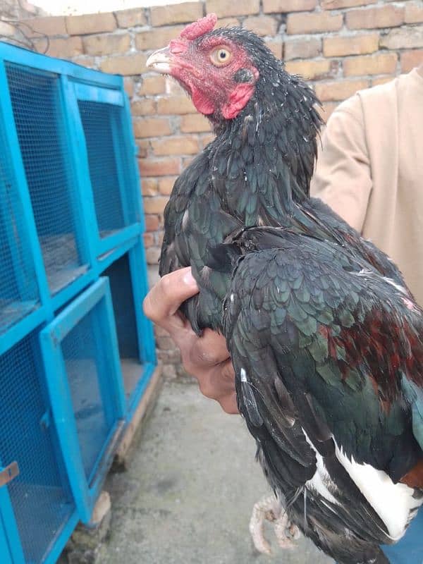 aseel patha - Hens - 1094154416