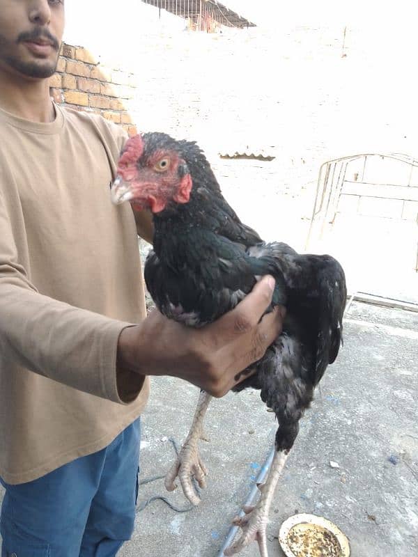 aseel patha - Hens - 1094154416