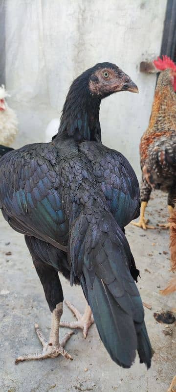 Aseel Murgi Sale 0306-0692301 - Hens - 1094196669