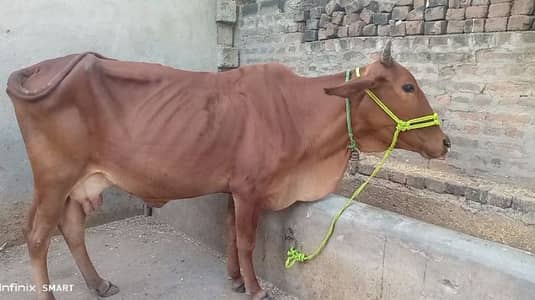 5 kg dudh deti hai - Cows - 1094205048