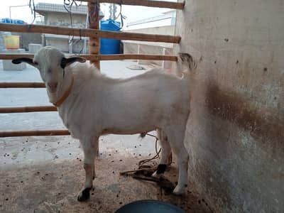 Teddy Bakra - Goats - 1094257428