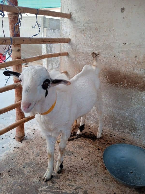 Teddy Bakra - Goats - 1094257428