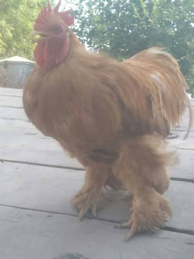 Golden Buff heavy cochin male berrder - Hens - 1094282685