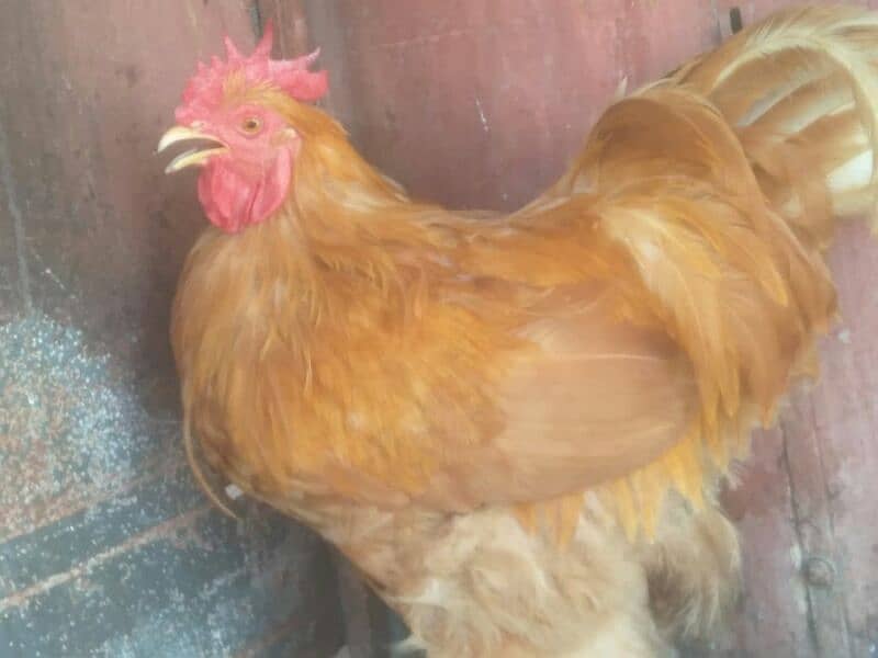 Golden Buff heavy cochin male berrder - Hens - 1094282685