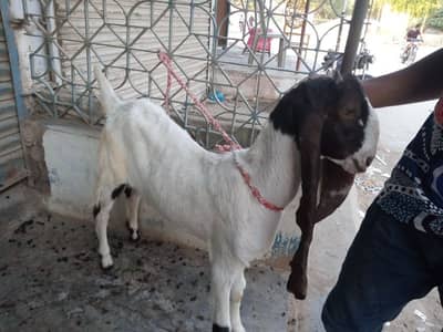 pateri female - Goats - 1094287224