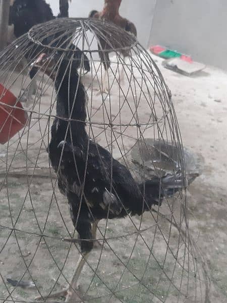 thaie cross patha - Hens - 1094303405