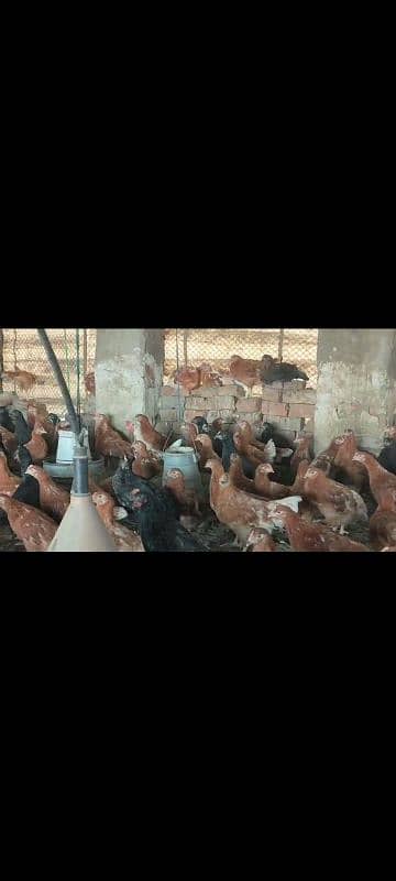 Lowman Brown || Hens || F1 Breed || Lohmann Brown - Hens - 1094350234