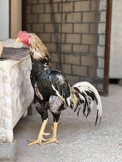 Aseel Java/Sawa - Hens - 1094553855