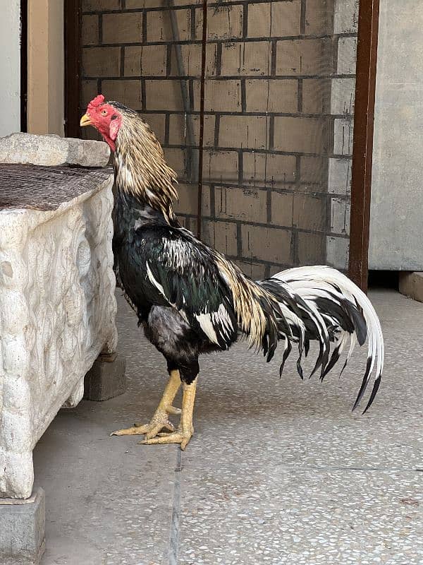 Aseel Java/Sawa - Hens - 1094553855