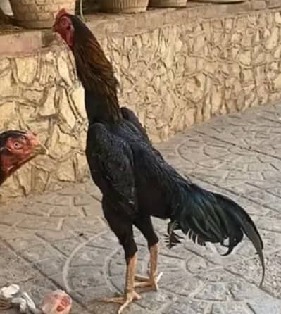 Aseel German Shamo/male/black shamo - Hens - 1094602269