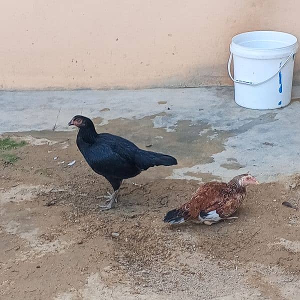 hens for sale black silkie male and aseel female s - Hens - 1094612002