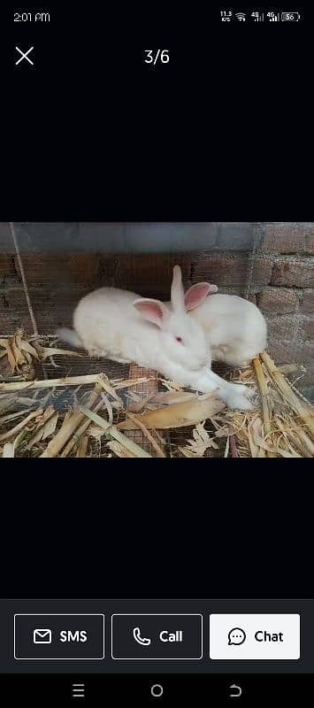 full breeder pairrr red eyes rabbit - Rabbits - 1094641168
