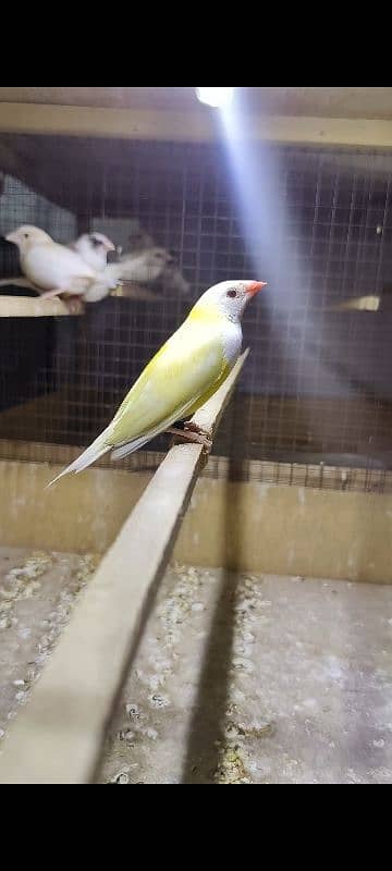 Lutino Red Eye Female - Finches - 1094660811