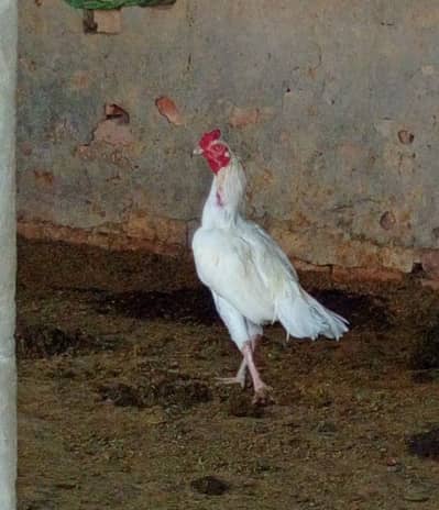 pure white Heera patha - Hens - 1094689812
