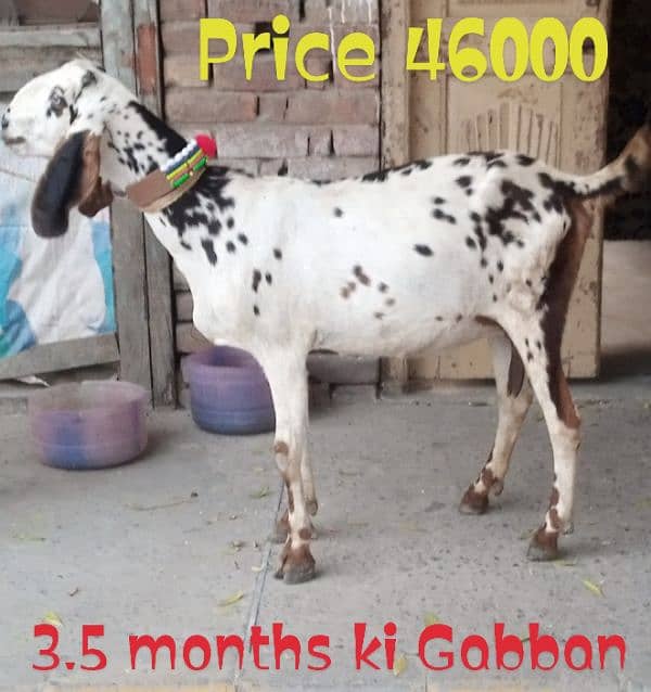 Desi Bakri Gabban - Goats - 1094710183