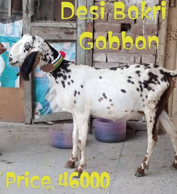 Desi Bakri Gabban - Goats - 1094710183
