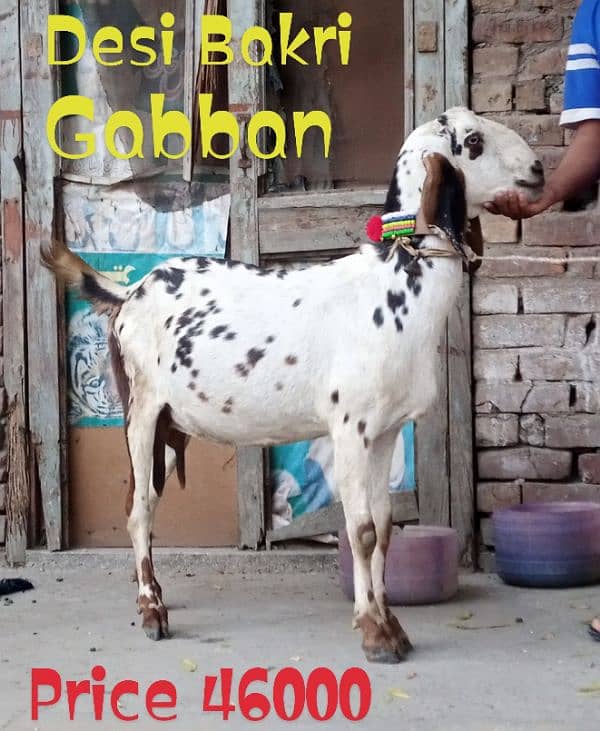 Desi Bakri Gabban - Goats - 1094710183