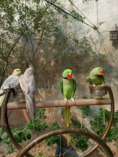 Hand tame birds fellow cocktail parrot red eyes - Parrots - 1094814851