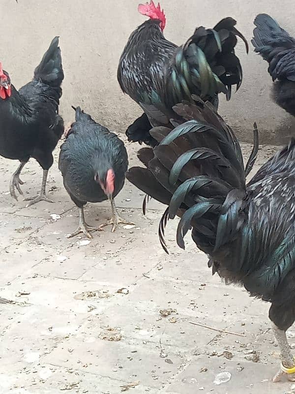 Australorp male female for sale - Hens - 1094825297