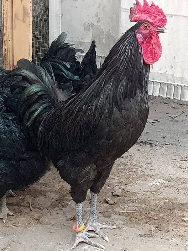 Australorp male female for sale - Hens - 1094825297