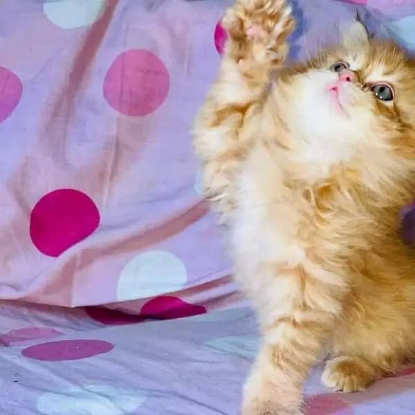 Persian cat | Persian kitten |Triple coated kitten |Eyes color Hazel ...