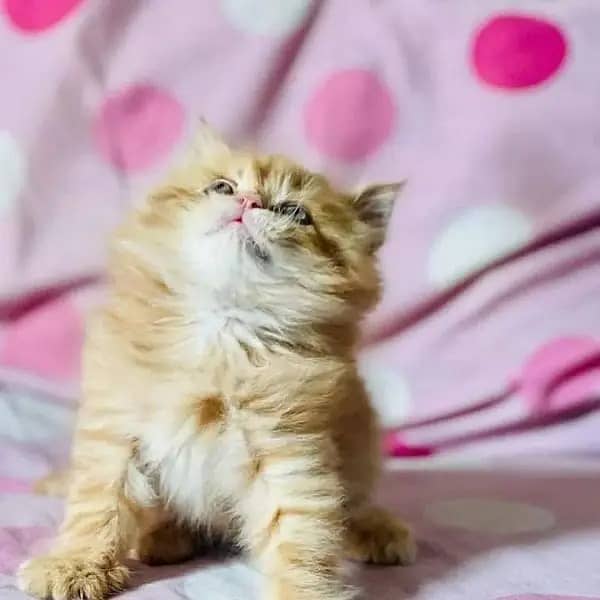 Persian cat | Persian kitten |Triple coated kitten |Eyes color Hazel ...