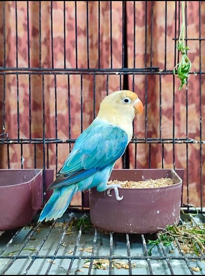 parblue Opaline split ino for sale - Parrots - 1094936567