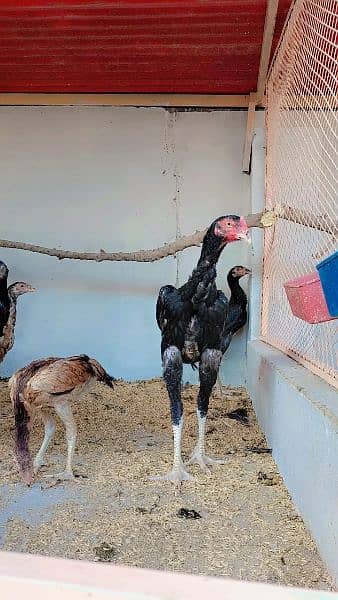 Shamo hen - Hens - 1095008885