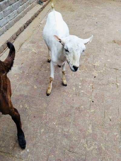 white Teddy bakra - Goats - 1095053141