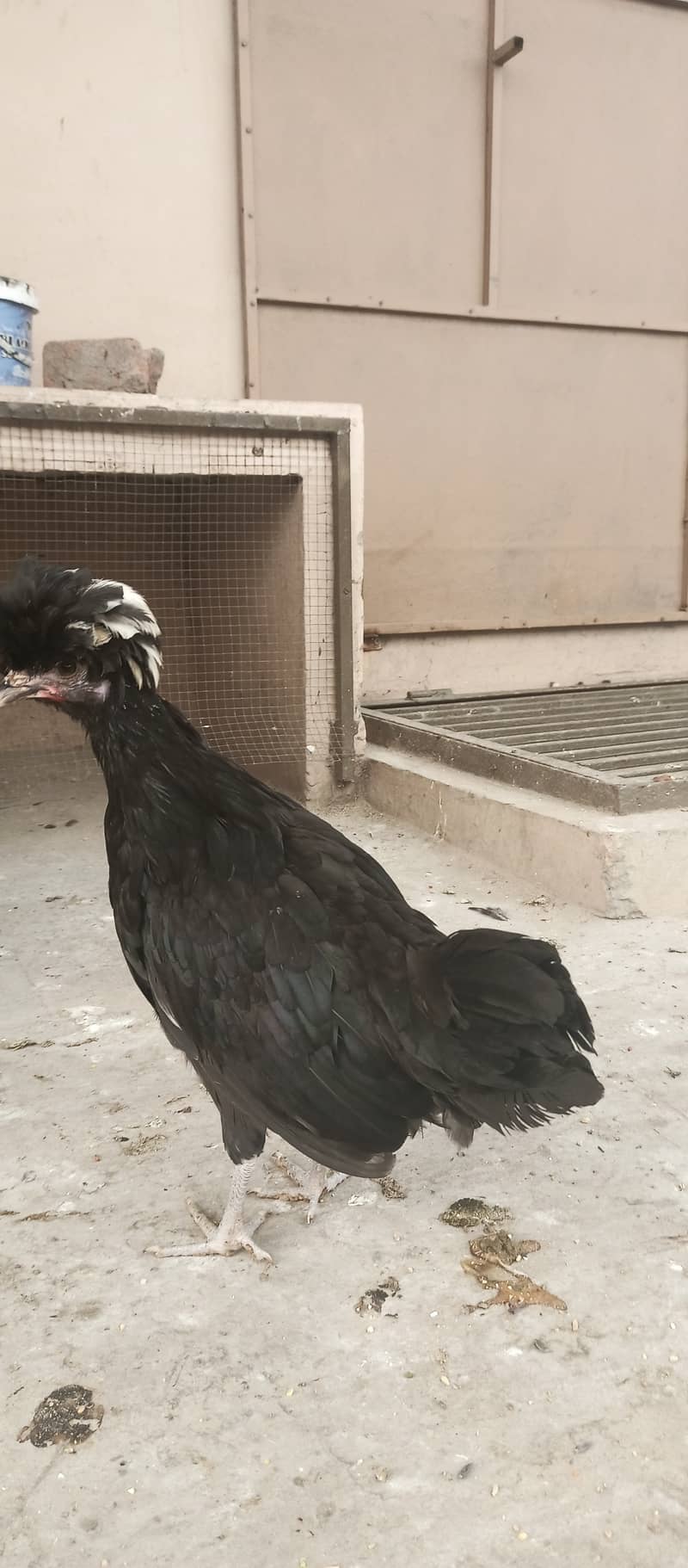 Black Polish hens / hens / aseel / murga / fancy / chicks / shamo ...