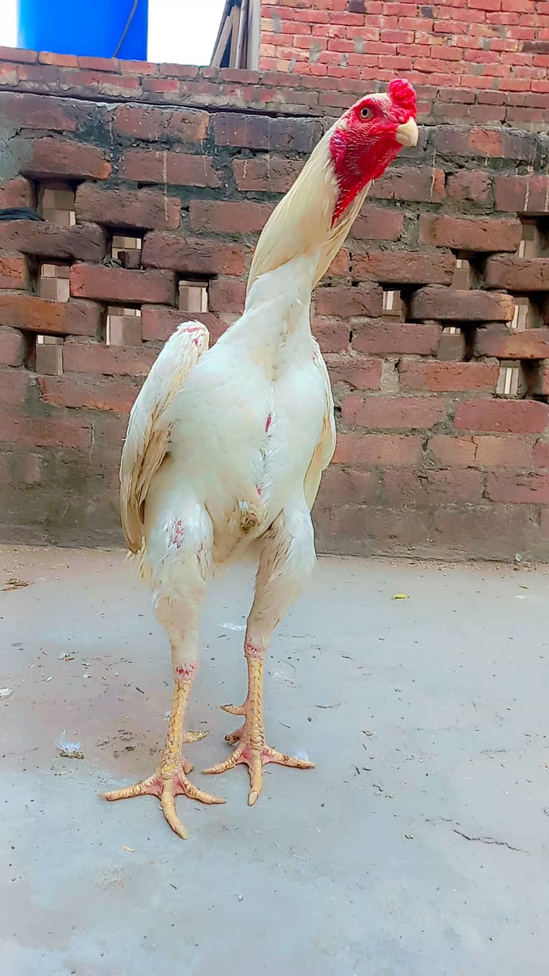 white o shamo breedar male - Hens - 1095146380