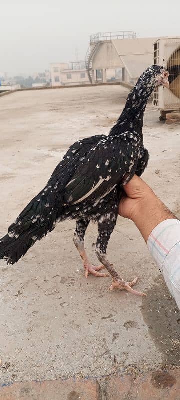 Aseel Murgi , Patha / Murga , Madi , pathi - Hens - 1095211950