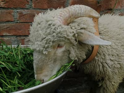 bakra/ munda padu / kajla/ desi bakra / mundra - Goats - 1095272231