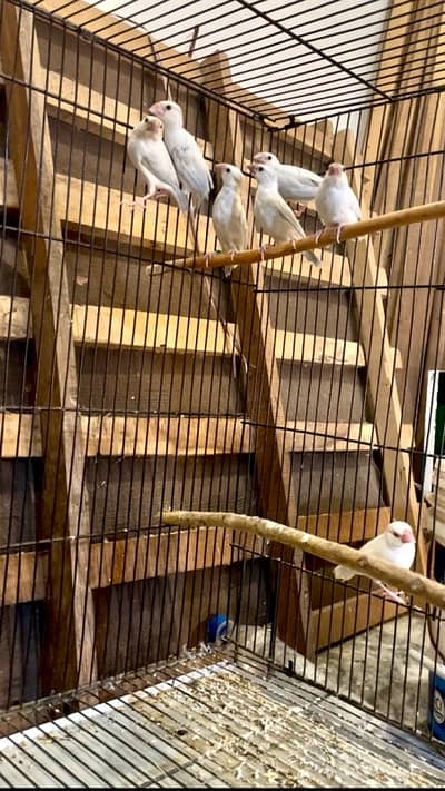 Silver Java Chicks - Finches - 1095300379