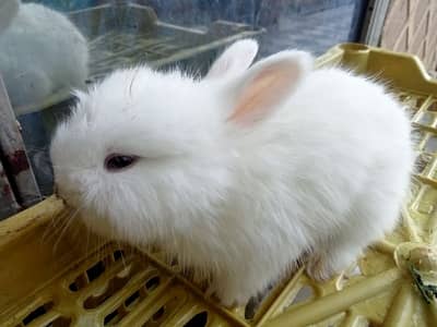 Fancy Bunnies & Rabbits for Sale (Islamabad /Rwp) - Rabbits - 1095315533