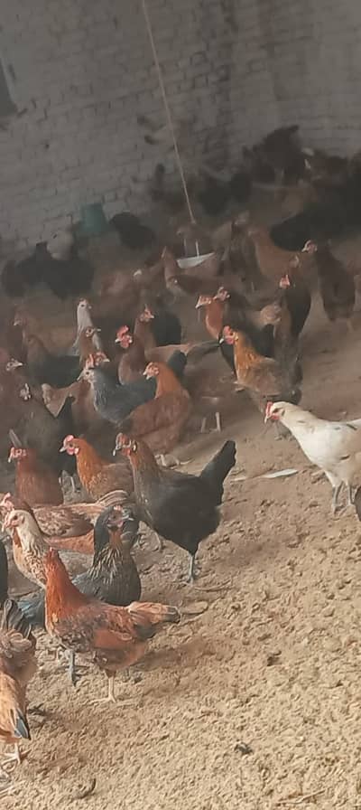 Golden Misri | Hens | Chicks | Chiks | Murgiyan | مرغیاں | - Hens ...