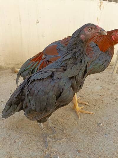 Pure Quality Aseel Mianwali Murga with Pure Black Mushka Murgi - Hens ...