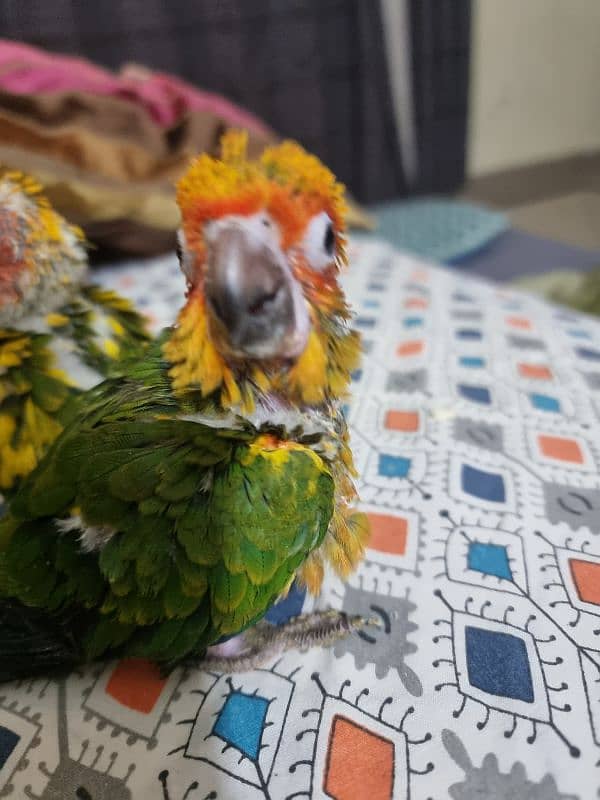 quality sun conure chicks - Parrots - 1095547000