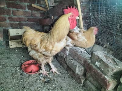 full breeder Golden buff 1 murga 3 murgian 03174203683 - Hens - 1095584211
